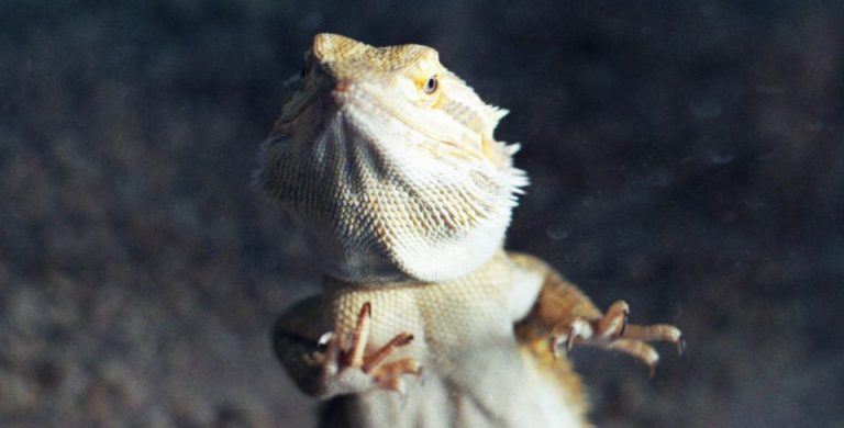 Bearded Dragon Glass Surfing: 8 Surprising Reasons