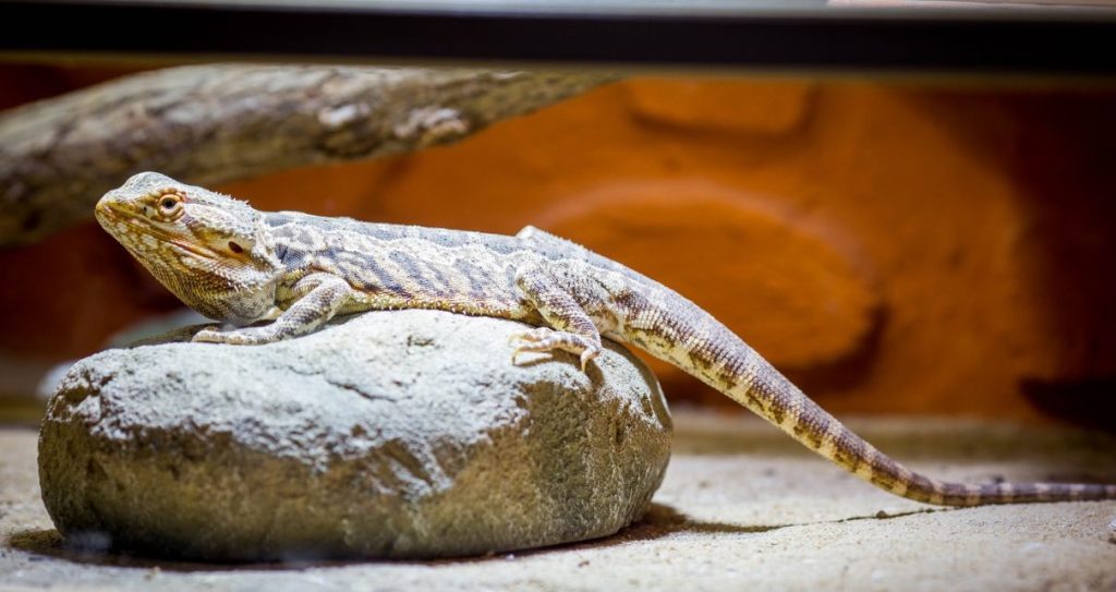 3 Best Basking Bulbs for Bearded Dragon (Expert's Review)