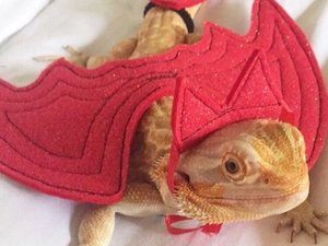 300+ Good Bearded Dragon Names For Male & Female Beardies
