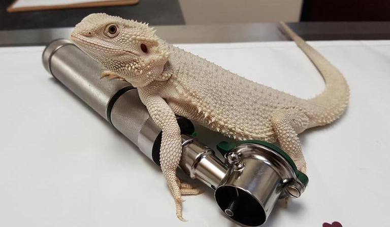 How to Breed Bearded Dragons: Beraded Dragon Mating Guide