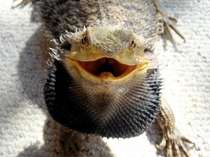 How to Bond with Your Bearded Dragon in 5 Simple Steps