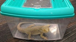 How to Calm a Stressed Bearded Dragon (Expert's Advice)