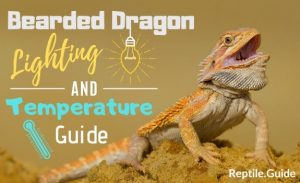 Bearded Dragon Lighting: Guide for Beginners (15+ Pictures)