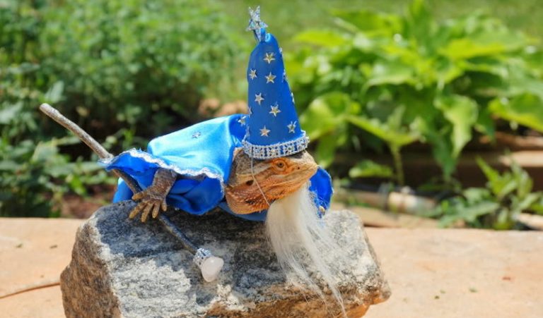 300+ Good Bearded Dragon Names For Male & Female Beardies