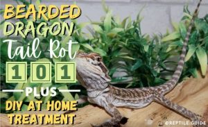 Bearded Dragon Tail Rot: What the Dark Tail Mean & Treatment