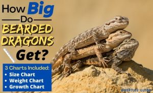How Big Do Bearded Dragons Get? (Size & Growth Charts)