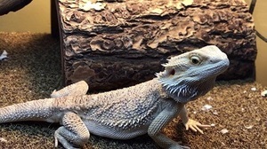 Metabolic Bone Disease in Bearded Dragons: Read This to SAVE Your Pet