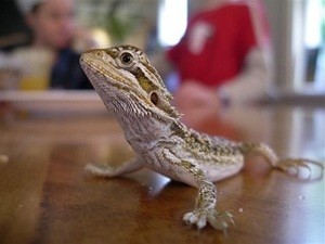 How to Bond with Your Bearded Dragon in 5 Simple Steps