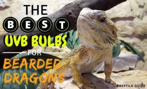 4 Best UVB Bulbs for Bearded Dragons to Keep Them Happy