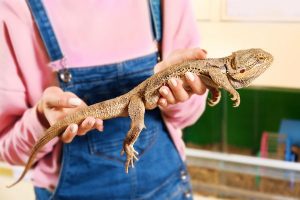 How Big Do Bearded Dragons Get? (Size & Growth Charts)