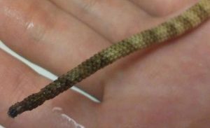 Bearded Dragon Tail Rot: What the Dark Tail Mean & Treatment