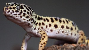 Best Reptile Pets: The 5 Easiest Reptile to Take Care Of