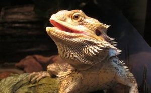 Bearded Dragon Behavior & Body Language (Fully Explained)