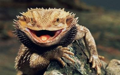 Bearded Dragon Throwing Up? 7 Reasons Why PLUS How to Help!