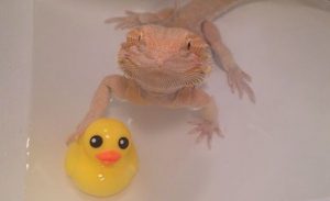 Bearded Dragon Throwing Up? 7 Reasons Why & How to Help!