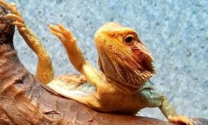 Bearded Dragon Arm Waving? Here's 3 Reasons Why They Won't Stop...