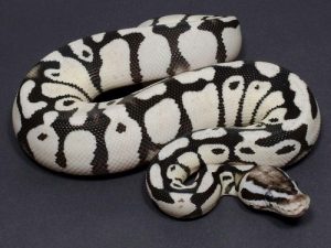 Ball Python Morphs: The 50 MOST Popular (Pictures & Prices)