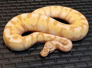Ball Python Morphs: The 50 MOST Popular (Pictures & Prices)