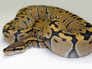Ball Python Morphs: The 50 MOST Popular (Pictures & Prices)