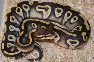 Ball Python Morphs: The 50 MOST Popular (Pictures & Prices)