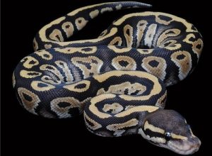 Ball Python Morphs: The 50 MOST Popular (Pictures & Prices)