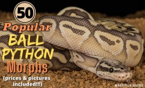 Ball Python Morphs: The 50 MOST Popular (Pictures & Prices)