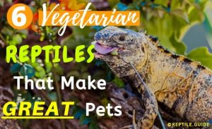 6 Vegetarian Lizards that Make for Great Pets