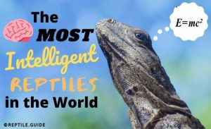 3 Most Intelligent Reptiles That Could Outsmart Your Cat or Dog...