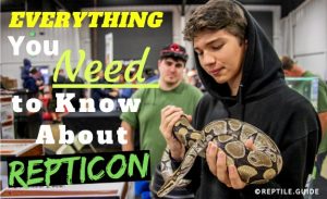 Everything You Need to Know About Repticon in Less Than 5 Minutes