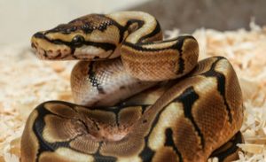 15 Best Pet Snakes for Beginners (With Pictures!)
