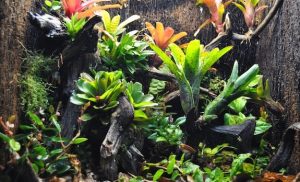 12 BEST Vivarium Plants: Use These Reptile Safe Plants (with pictures)