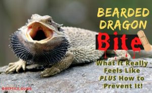 Bearded Dragon Bite: Why It Happens & How It Feels