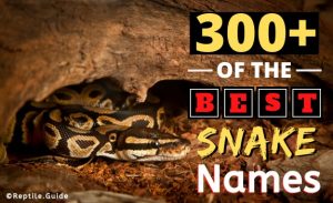 300+ Cool and Funny Snake Names for Every Kind of Pet Snake