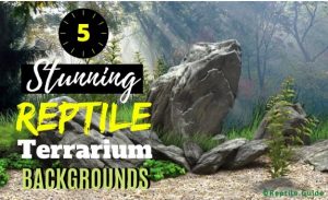 5 Stunning Terrarium Backgrounds to Transform Your Reptile Enclosure