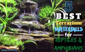 5 Best Terrarium Waterfalls for Reptile & Amphibian Enclosures