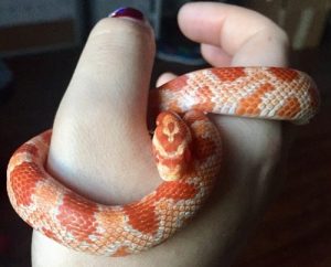30 Adorable, Cute Snake Pictures to Make You Smile