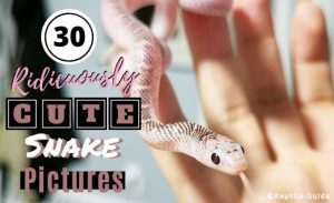 30 Adorable, Cute Snake Pictures to Make You Smile
