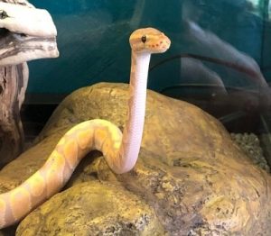 30 Adorable, Cute Snake Pictures to Make You Smile