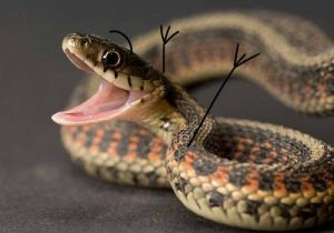 30 Hilarious Snakes With Drawn On Arms & Hands You Have to See