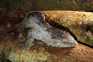 Leachie Gecko Care Guide: Diet, Tank Size, Lifespan & More