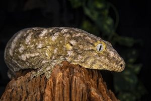 Leachie Gecko Care Guide: Diet, Tank Size, Lifespan & More