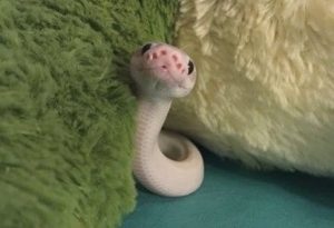 30 Adorable, Cute Snake Pictures to Make You Smile