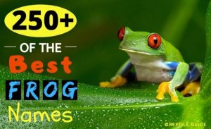 250+ BEST Pet Frog Names: Funny, Cute, Famous, Creative,