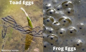 Toad vs. Frog: What's the Differences and Similarities?