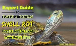 Shell Rot in Turtles & Tortoises: Here's How to Treat Their Shell NOW...