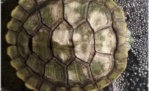 Shell Rot in Turtles & Tortoises: Here's How to Treat Their Shell NOW...