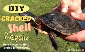 Turtle & Tortoise Cracked Shell Repair: How to Fix a Broken Shell at Home