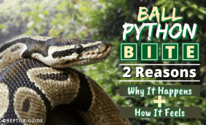 Ball Python Bite: 2 Reasons Why It Happens + How It Feels