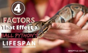 Ball Python Lifespan: 4 Factors That Affect How Long They Live As Pets