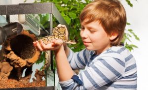 Ball Python Bite: 2 Reasons Why It Happens + How It Feels